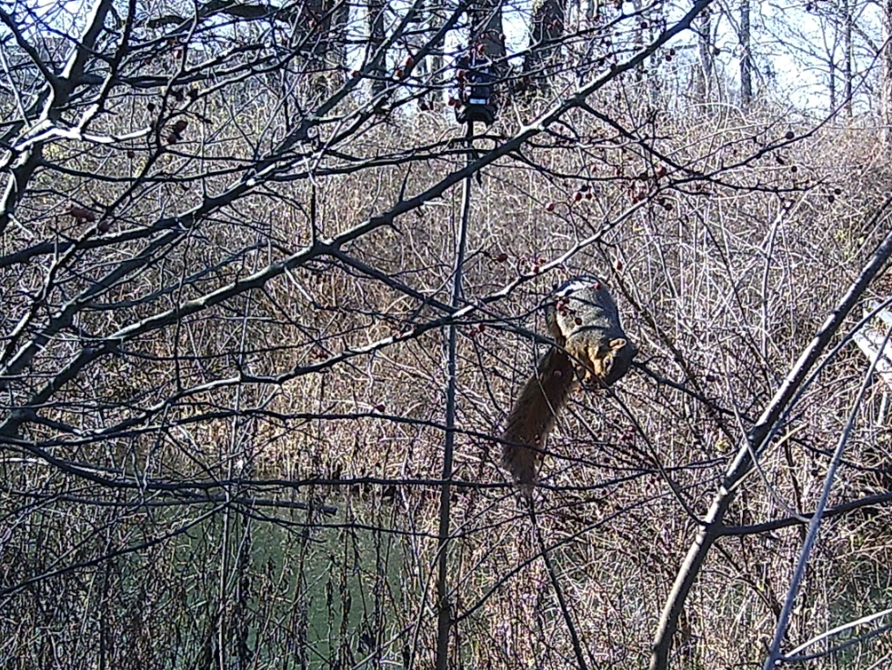 Callery pear and birds – The McEwan Laboratory